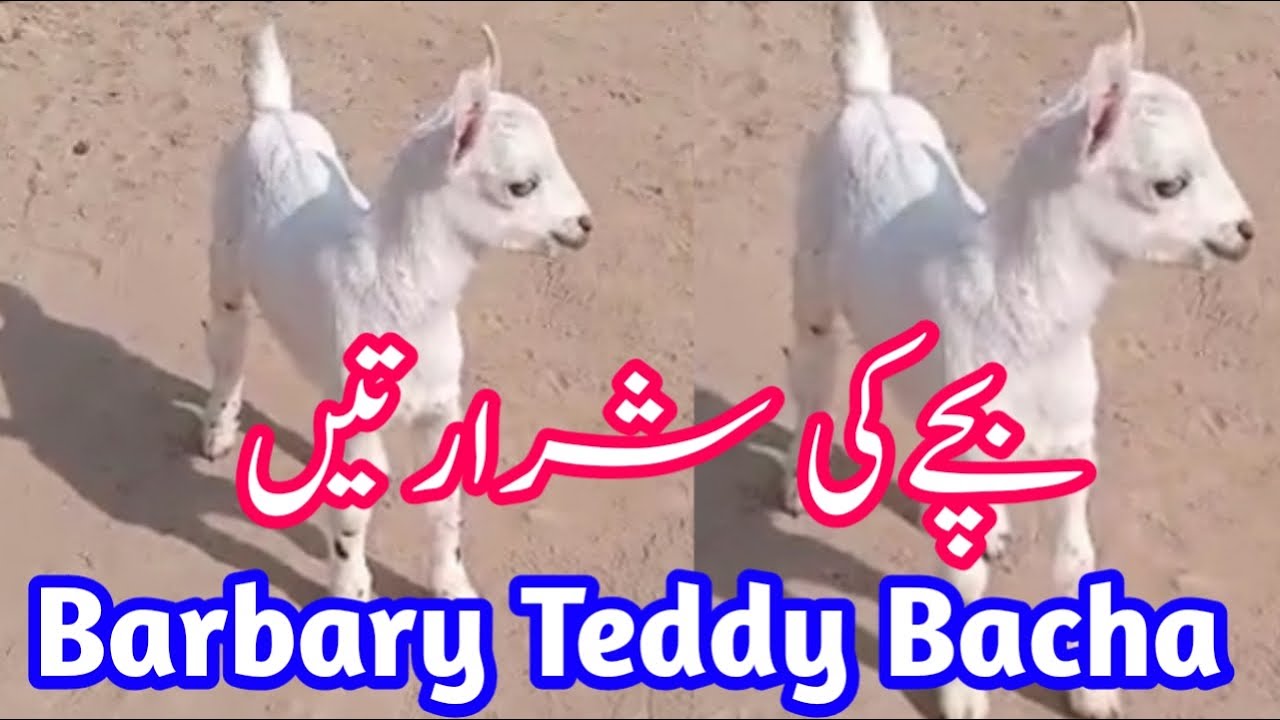 Barbary Teddy Bakra || Teddy barbari Bakri goat farm || Bakri Ka Bacha ...