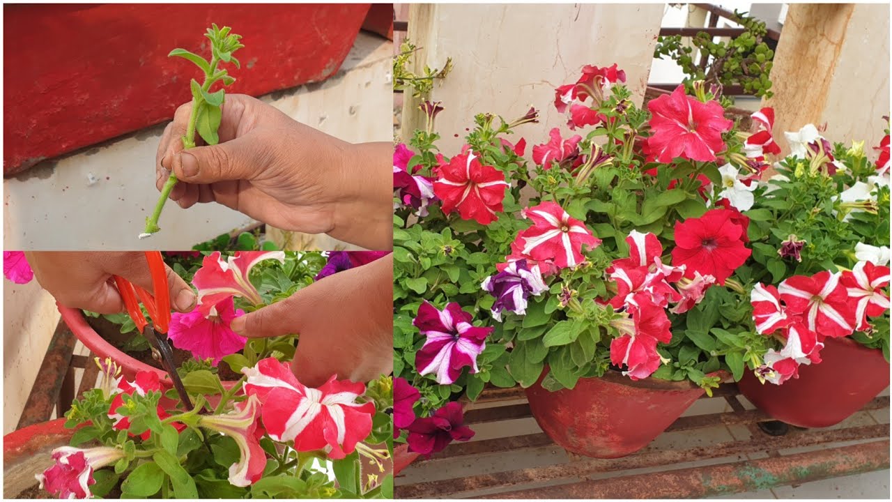 How to Grow Petunia by Cuttings || Propagation of Petunia by Cuttings ...