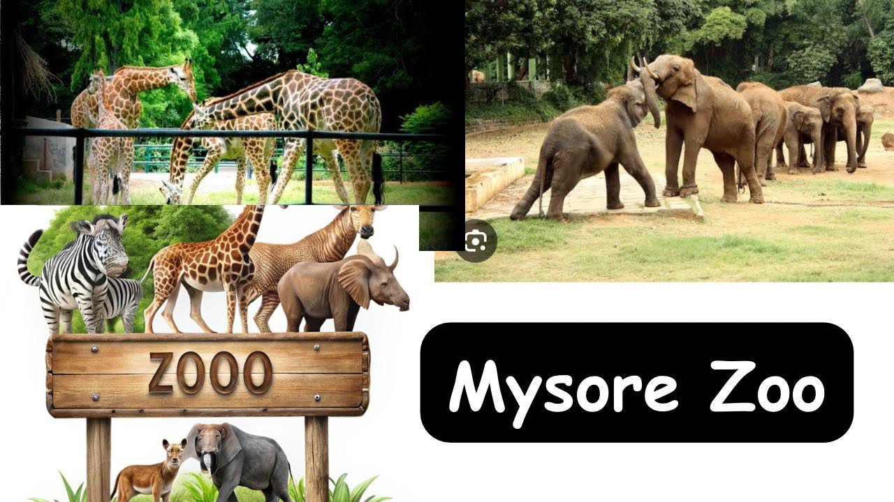 A Day at Mysore Zoo| A virtual Tour of Mysuru Zoo | Sri Chamarajendra ...