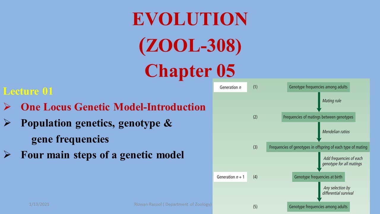 One locus Model Introduction, Gene and Genotype Frequency & steps in a ...