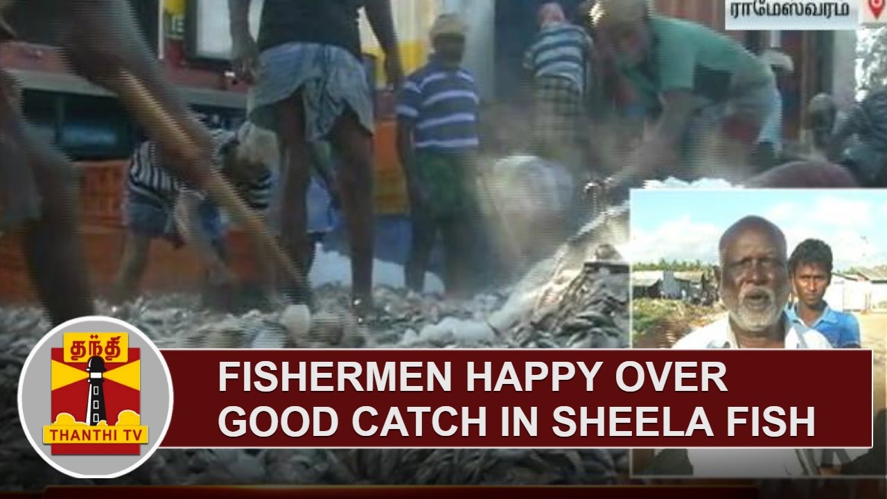 Fishermen happy over good catch of ‘Sheela’ fish | Thanthi TV - YouTube