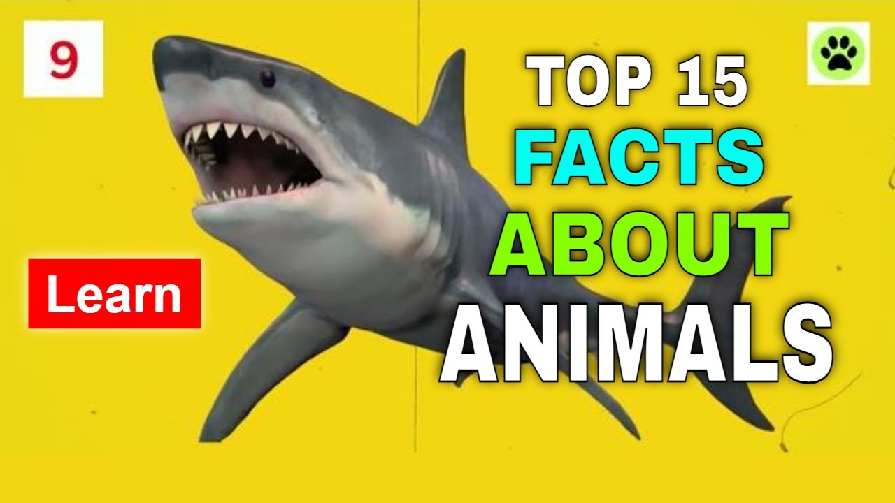 TOP 15 Amazing FACTS About ANIMALS - YouTube