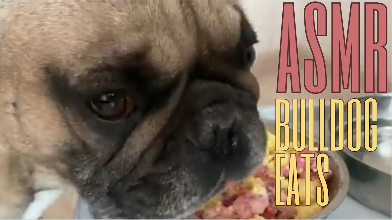 ASMR french bulldog eating porridge with beef - YouTube