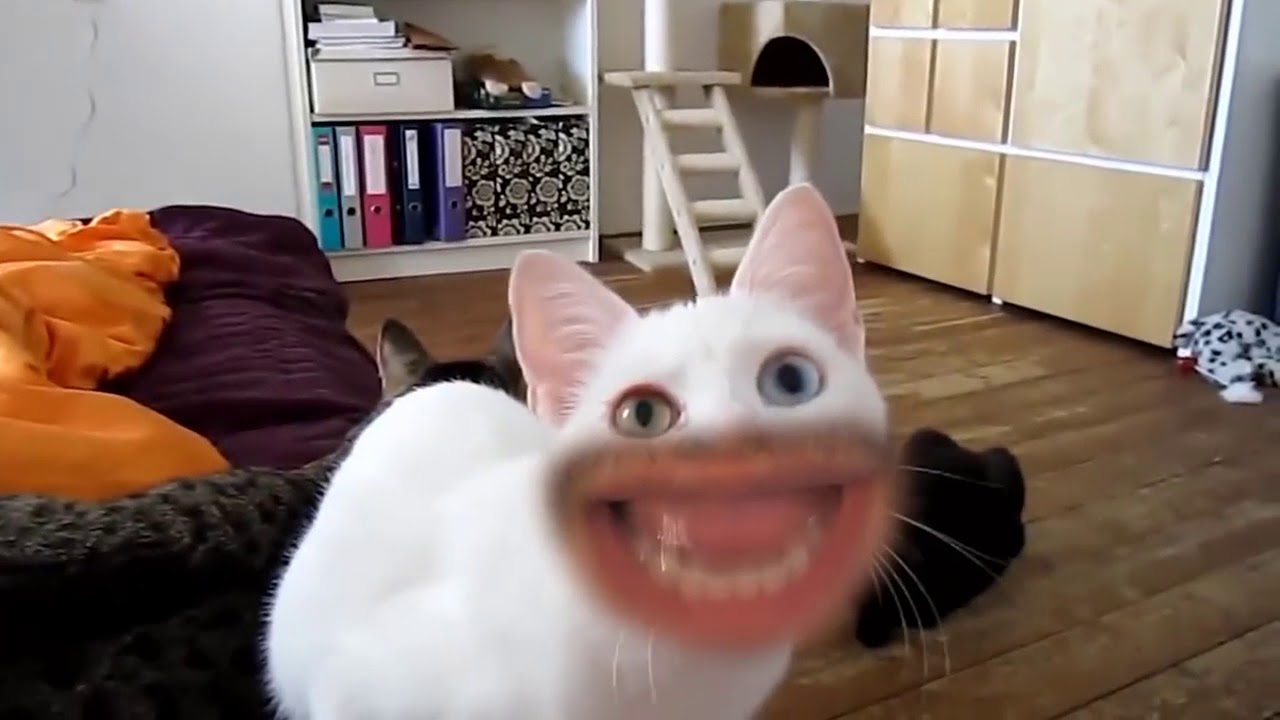 FUNNY CAT TALKS Compilation - YouTube