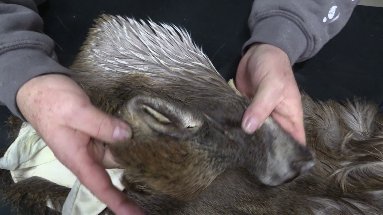 Tanned Whitetail Deer Cape For Sale 7 1/4" X 20" OBT1309 - YouTube