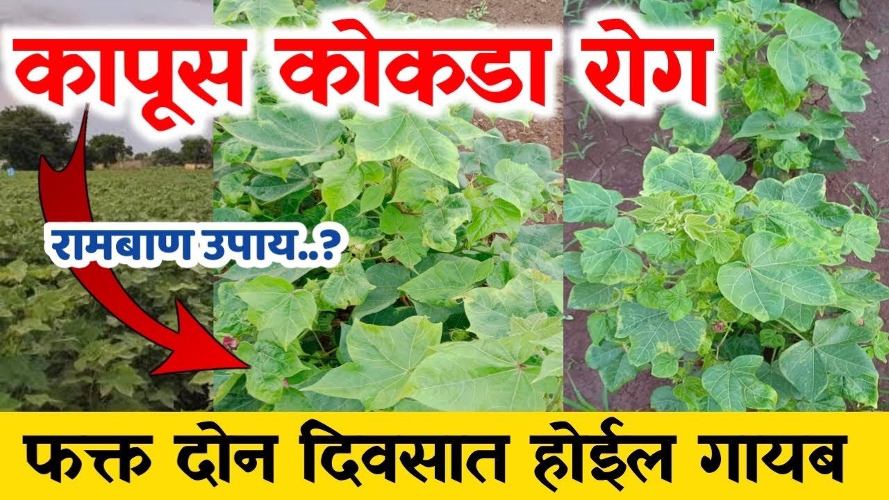 कपाशीवरील कोकडा नियंत्रण कसा करावा / Kapus mava tudyude thrips pandhari ...