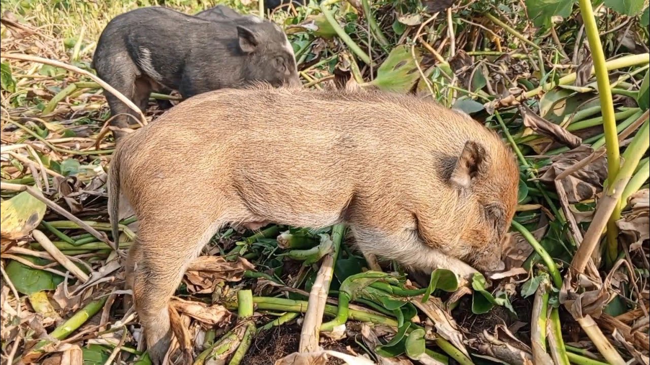 amader village pig video - YouTube