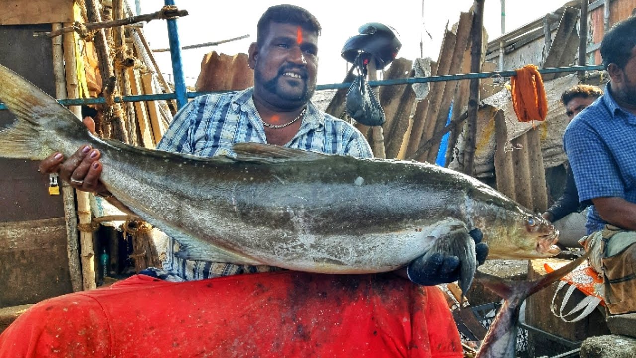COBIA FISH | KADAL VIRAAL MEEN | OUTSTANDING CUTTING PERFORMANCE # ...
