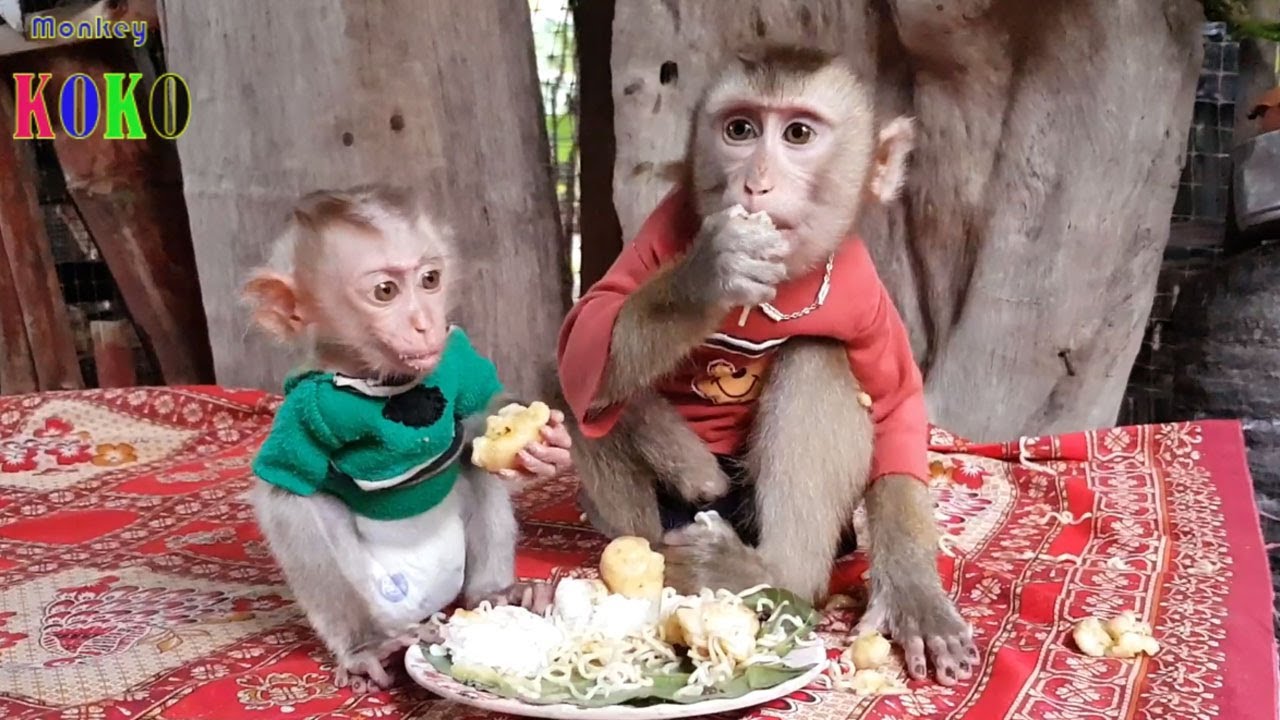 Cutie Tiny Yoko & Brother Koko Eating Noodles, Banana And Rice For ...