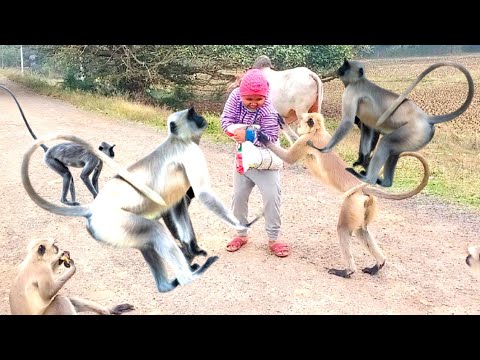 angry monkey | fat monkeys | candy monkey @bbcearth - YouTube