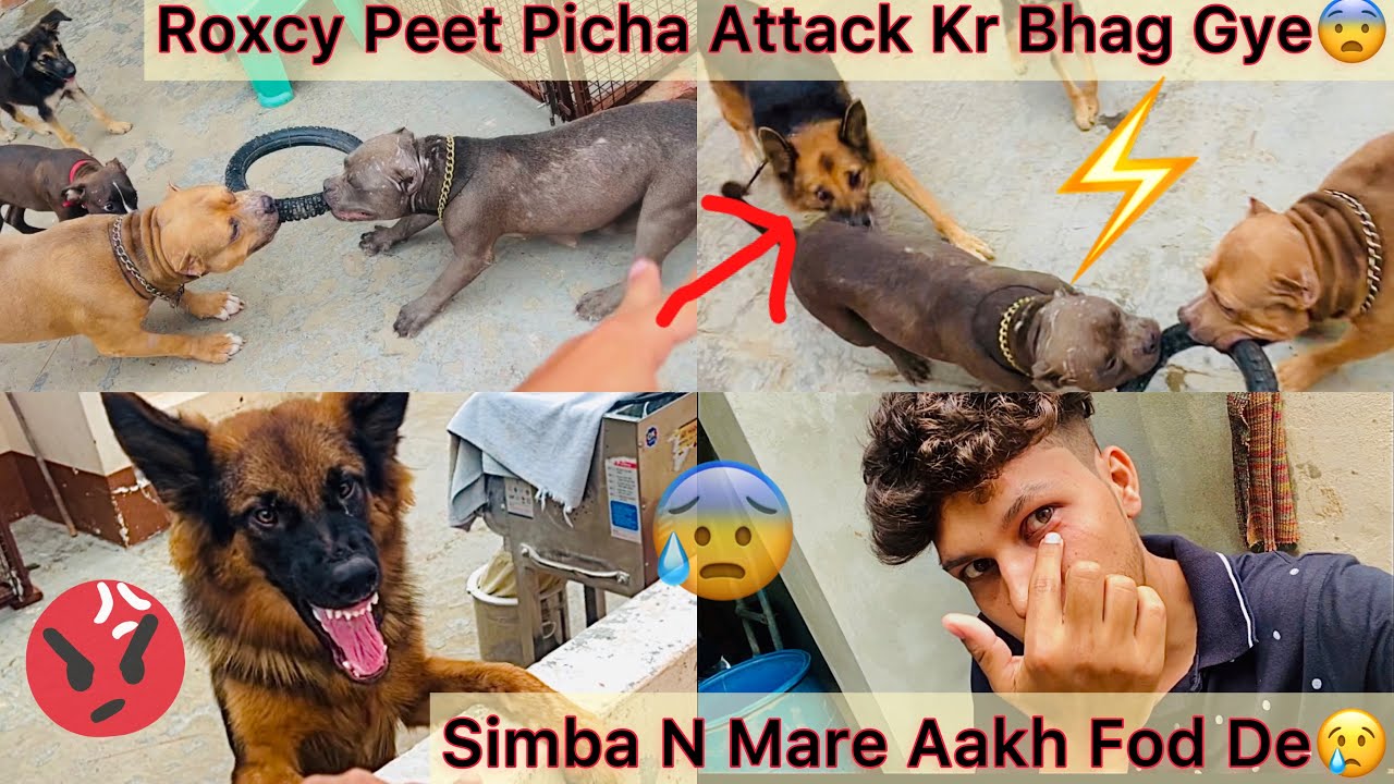 Simba N Mare He Aakh Fod De😰|| Roxcy N Peet Picha Attack Kiya Coco K😨 ...