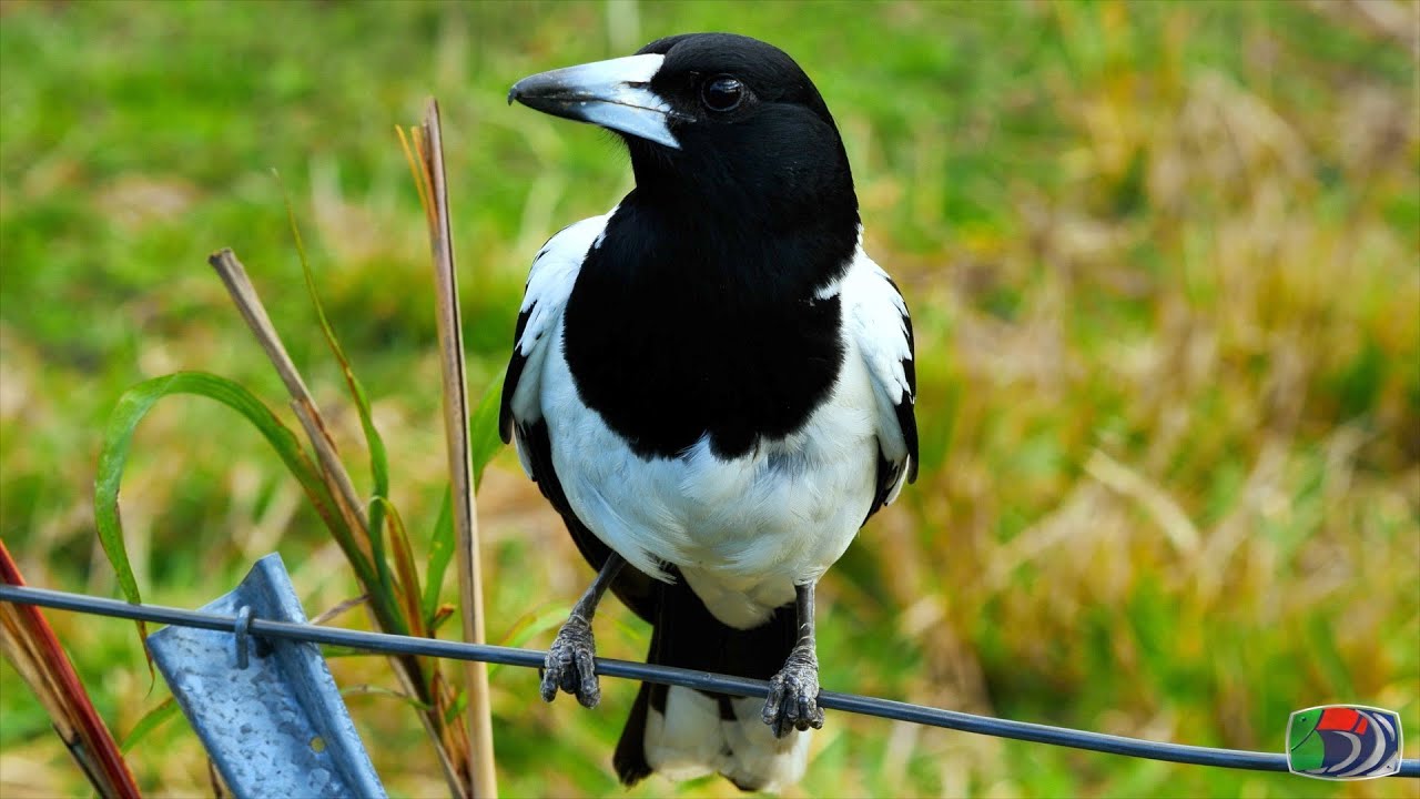 Butcherbirds Footage 2, Pied Butcherbirds, feeding and singing - YouTube