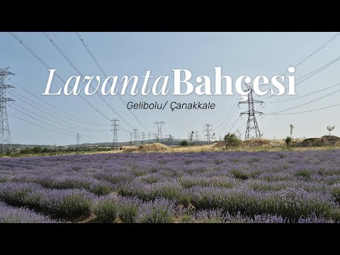 Lavanta Nasıl Yetiştirilir? | Toprak, Dikim, Bakım ve Hasat Bilgileri 🪻