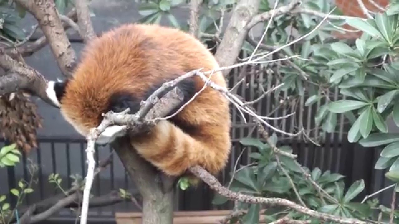 Grooming. Red Panda .グルーミング。レッサーパンダ。 - YouTube