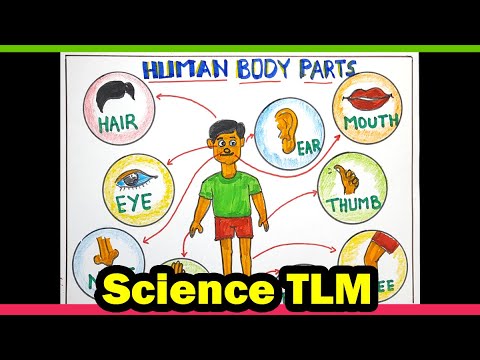 Body Parts drawing for kids | how to draw human body parts | step by ...