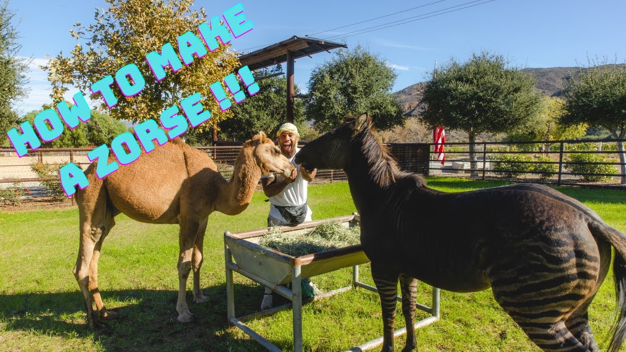 HOW TO MAKE A ZORSE !!!! - YouTube
