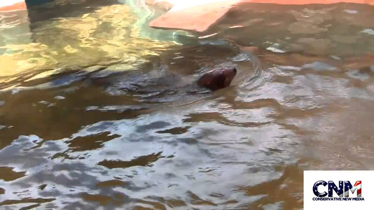 Seals and Sea Lions at the Miami Seaquarium in 1080P HD - YouTube