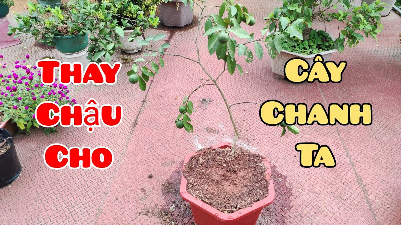 Cách thay chậu cho cây Chanh ta - YouTube