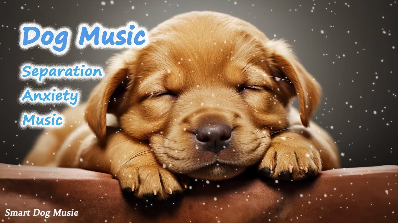 Relaxing Dog Music 💖 Separation Anxiety Music for Dog Relaxation (3 ...