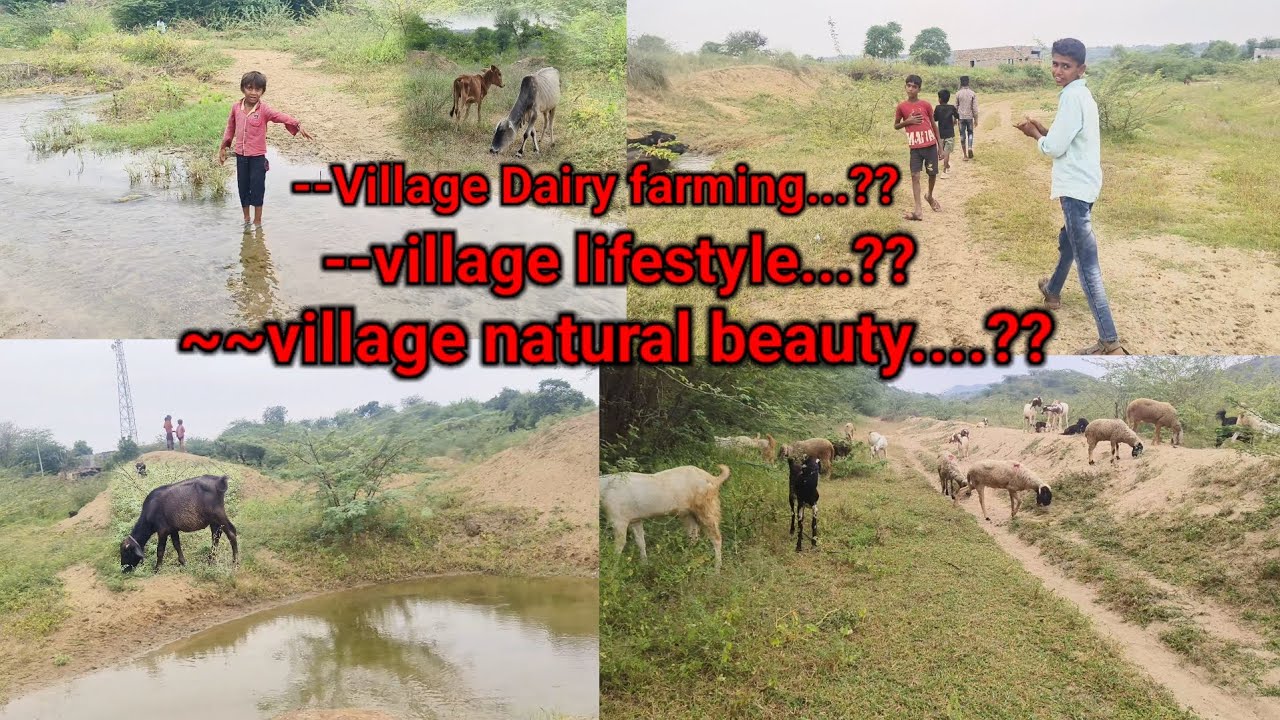 village dairy farming || natural video #nature #villagelife - YouTube