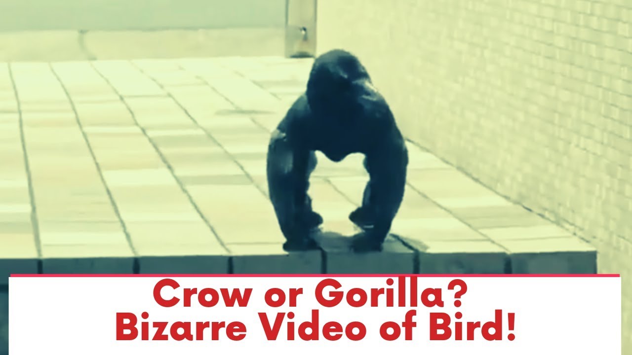 Crow or gorilla? Bizarre Video of Bird leaves Netizens perplexed! - YouTube