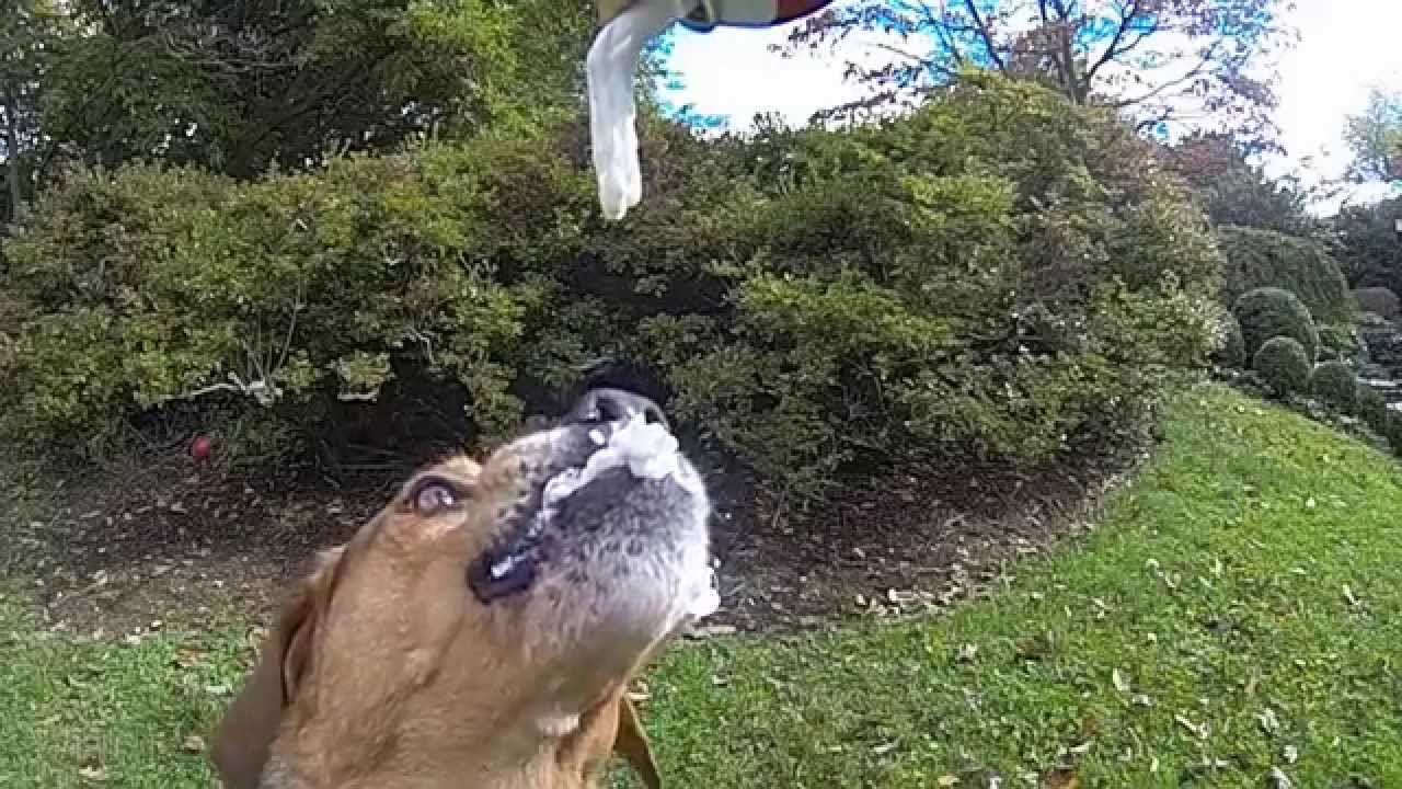 Dogs Vs. Reddi-Whip - YouTube