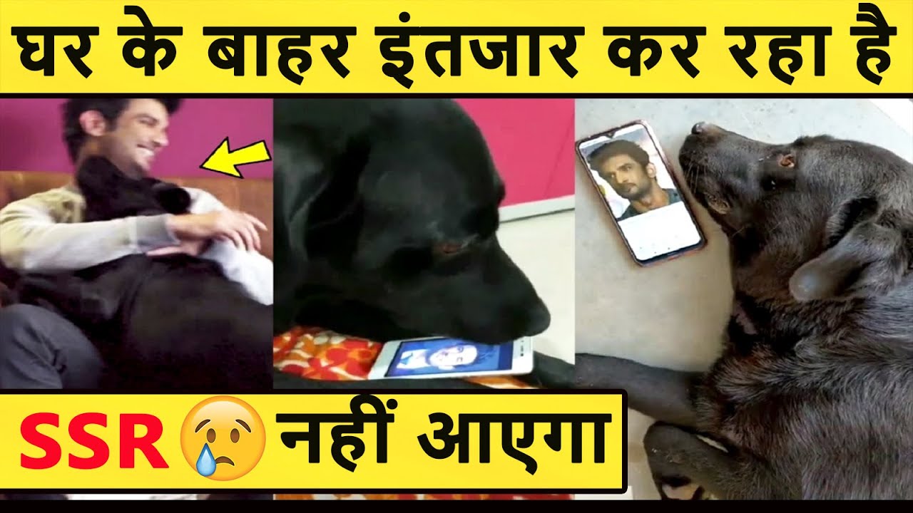 Sushant Singh Rajput's Pet Dog Is Heartbroken After The Actor's Demise ...