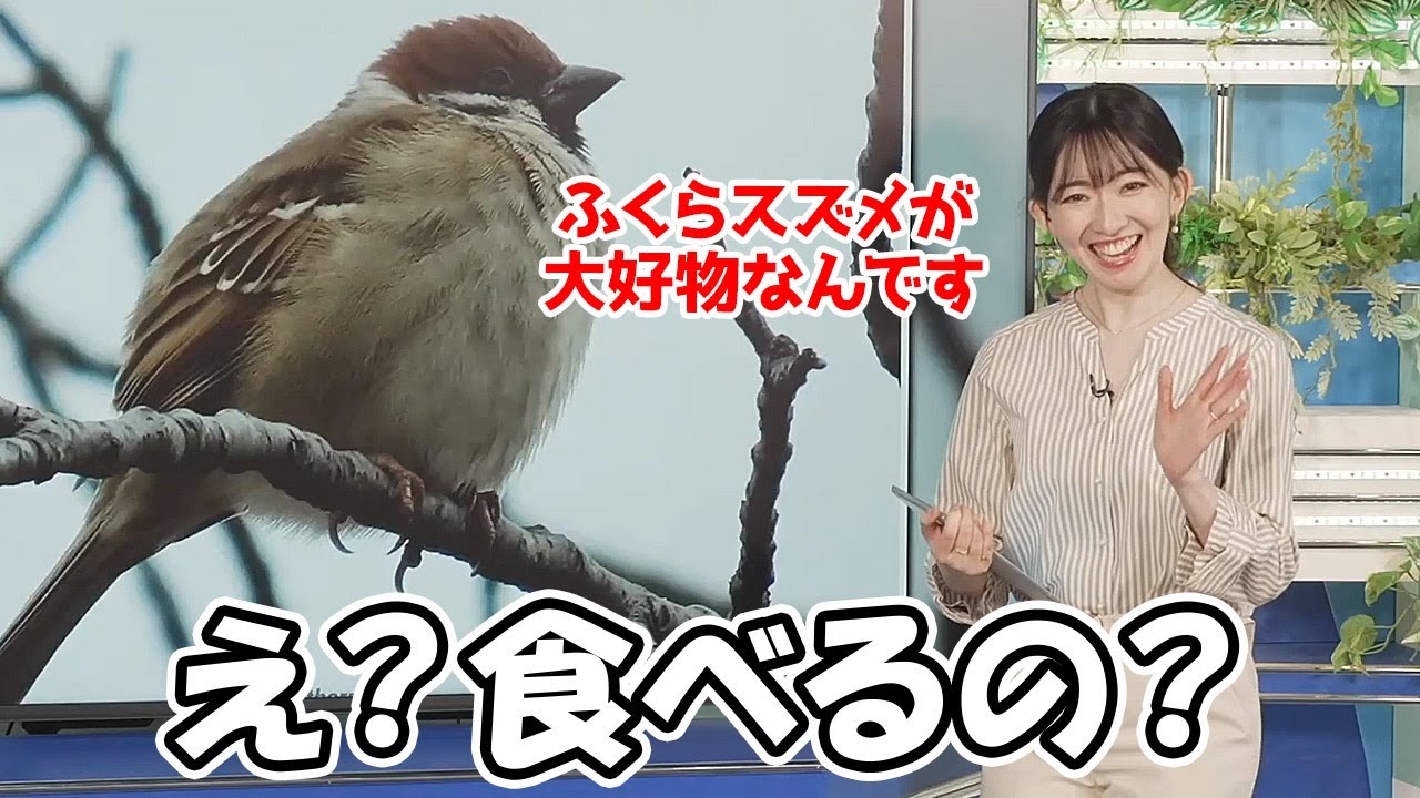 【江川清音】ふくらスズメが大好物という言い方がもう酒のつまみとしてしか聞こえないお天気お姉さん - YouTube