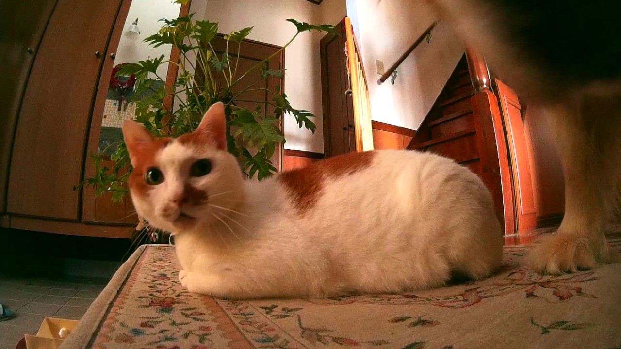 [Short]My cat Lin loves Morning with The golden retriever Alia! - YouTube