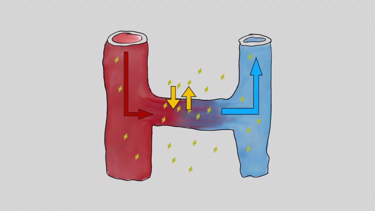 Oncotic Pressure - YouTube