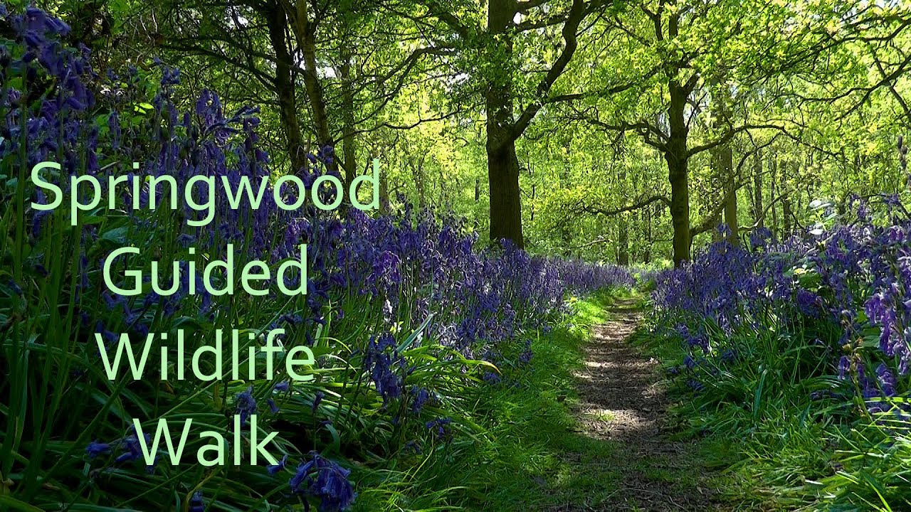 Springwood Guided Walk - YouTube