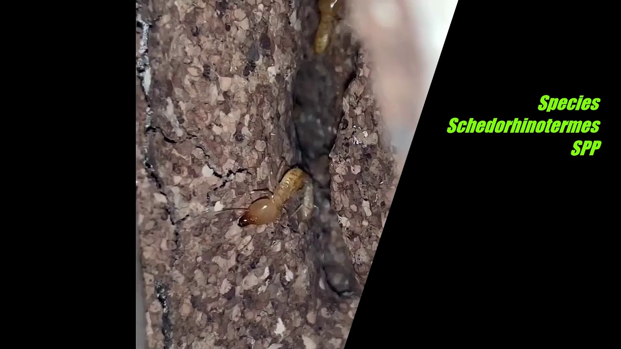 ACTIVE TERMITES IN THE HOUSE (HD) - YouTube