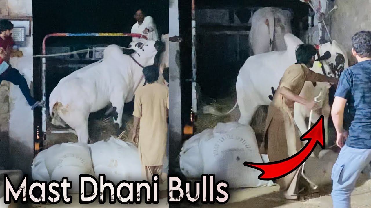 Unloading Video Of Mast Dhani Bulls || Fatehjang Bulls 2023 || Nagina ...