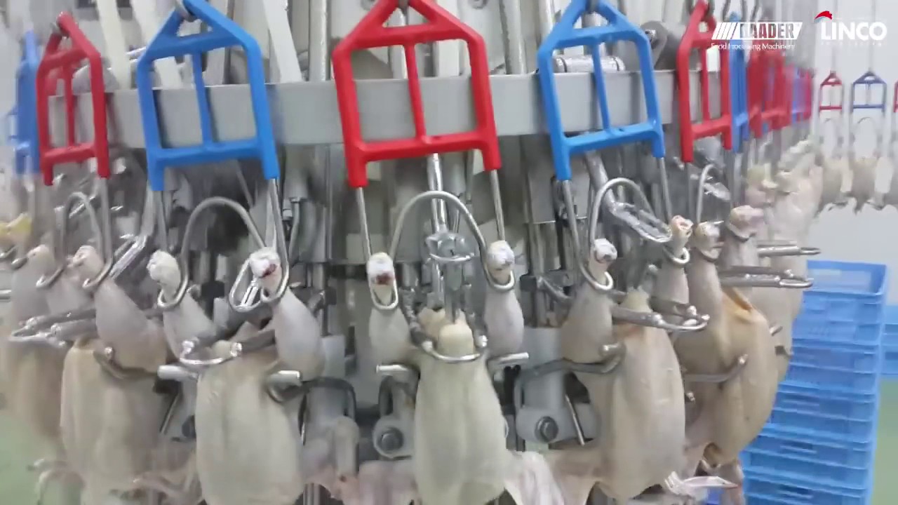 Halal Poultry Processing Plant 2017 - YouTube