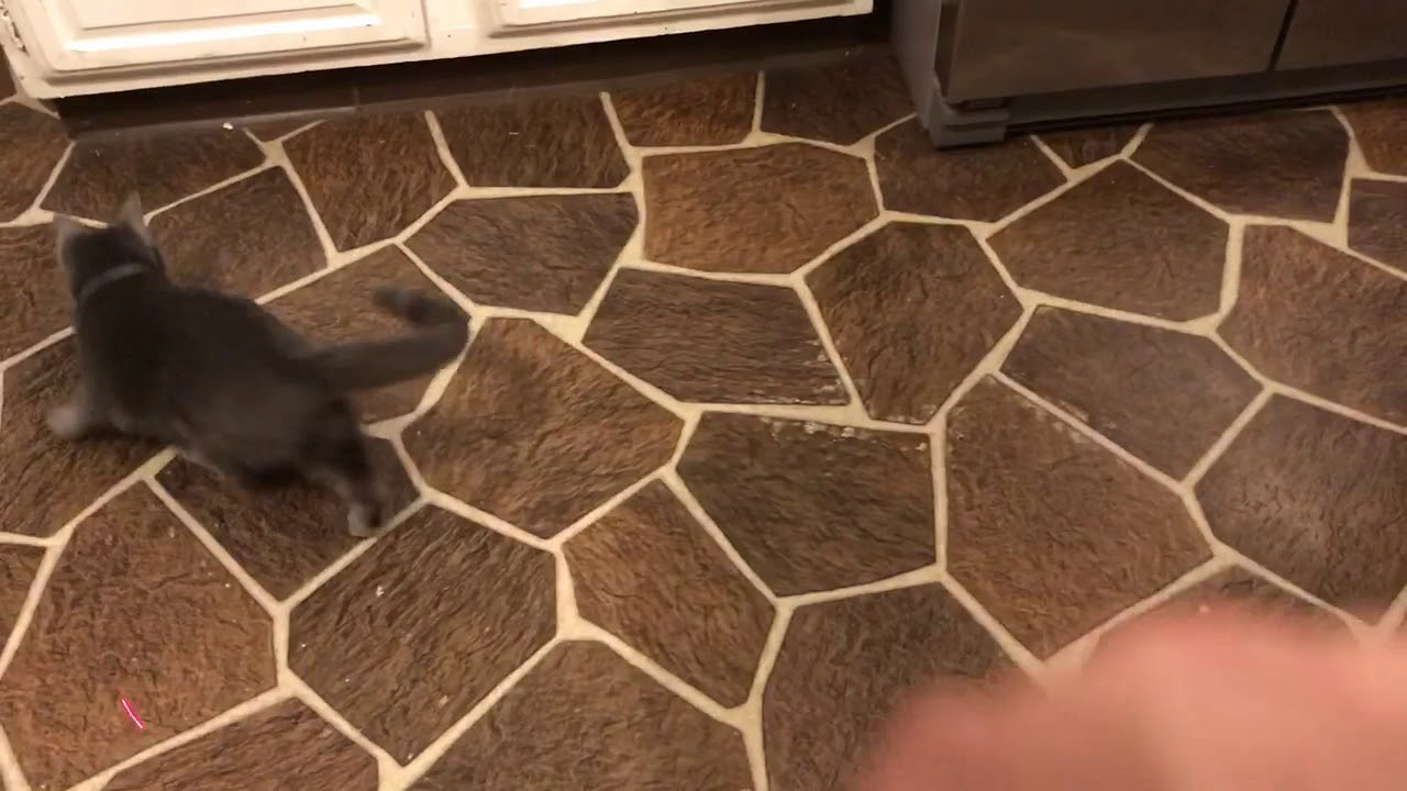 Cat vs laser pointer - YouTube