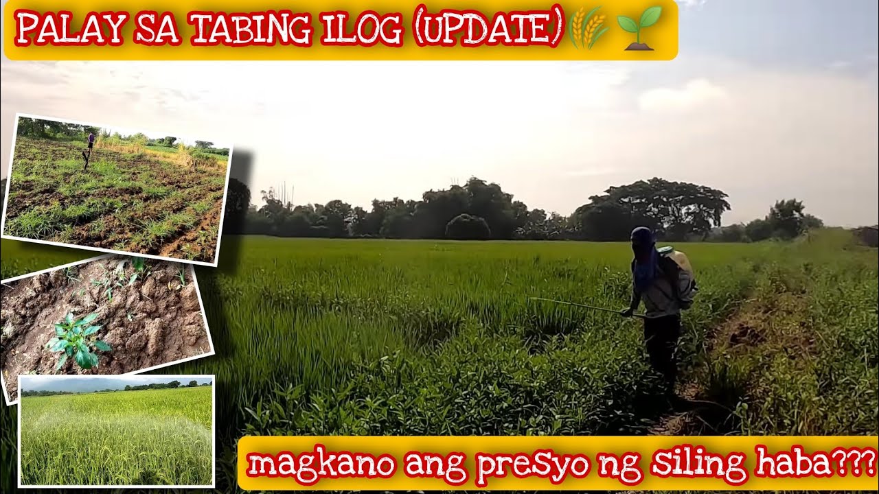 VLOGPISODE#777: UPDATE SA PRESYO NG SILING BERDE + SPRAY NG PALAY SA ...
