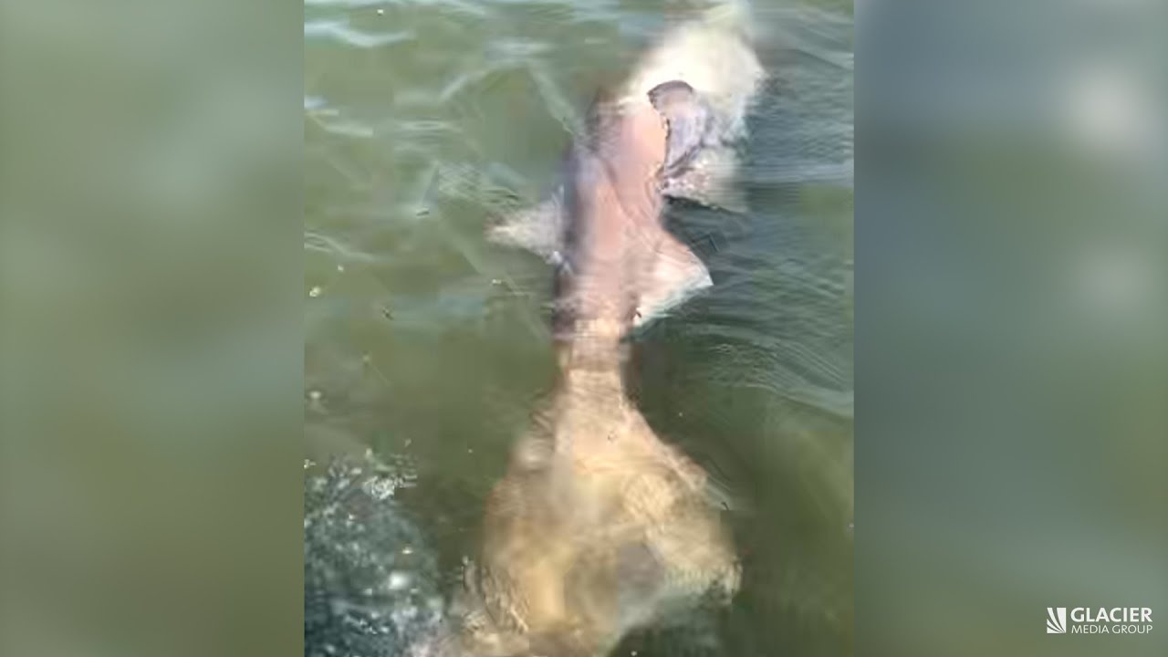 'I nearly fell off': Paddleboarder spots shark in White Rock - YouTube