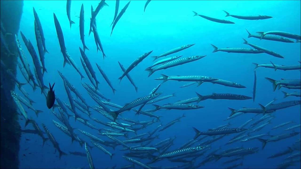 Malta part 2 - Scuba Diving at Double Arch Reef, Gozo, Malta (August ...