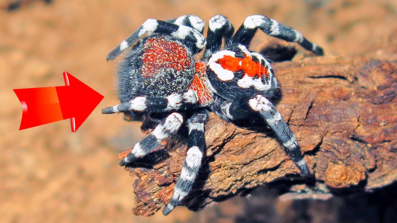 Top 10 Most Incredible Spiders - YouTube