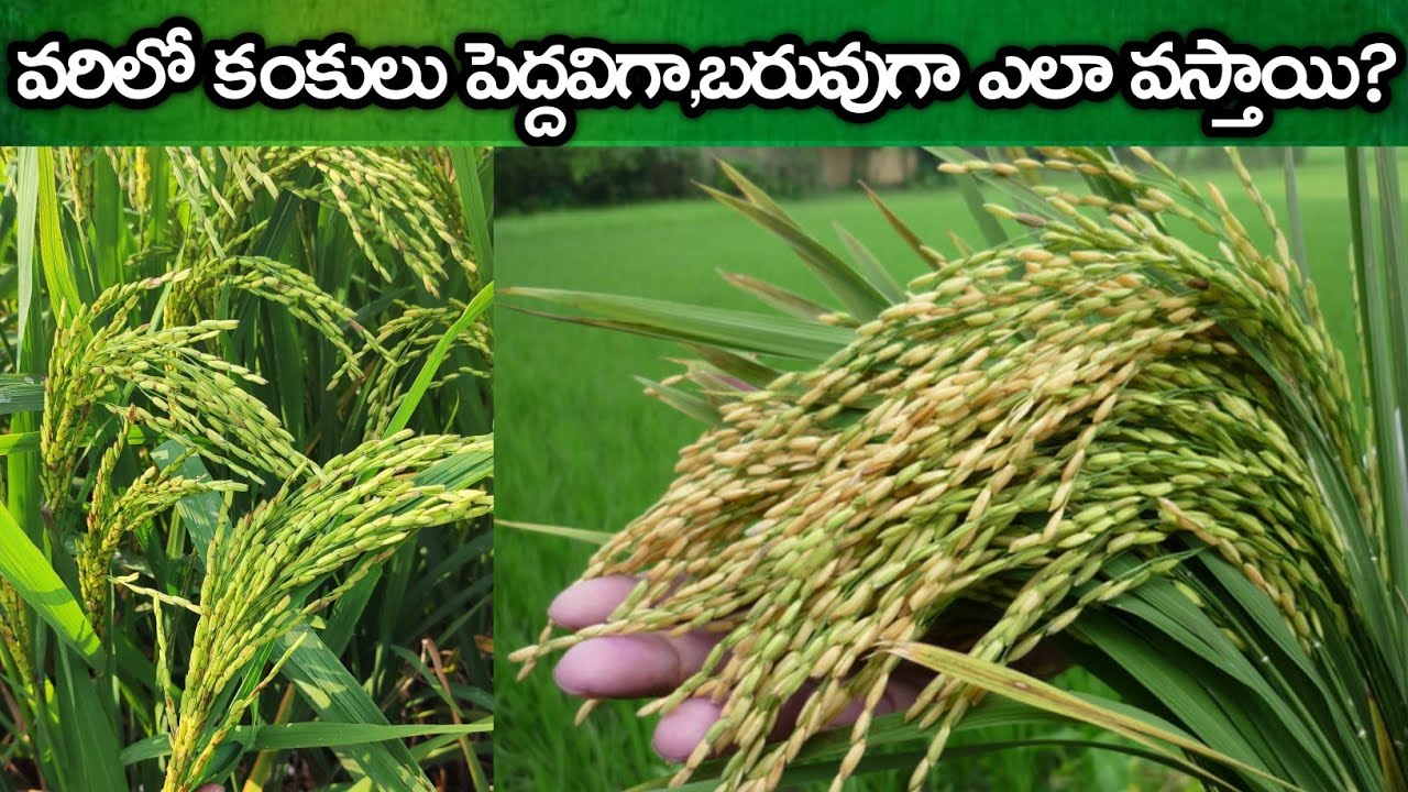 వరిలో కంకులు,వెన్నులు పొడవుగా బరువుగా తాలు లేకుండా ఎలా వస్తాయి?varilo ...