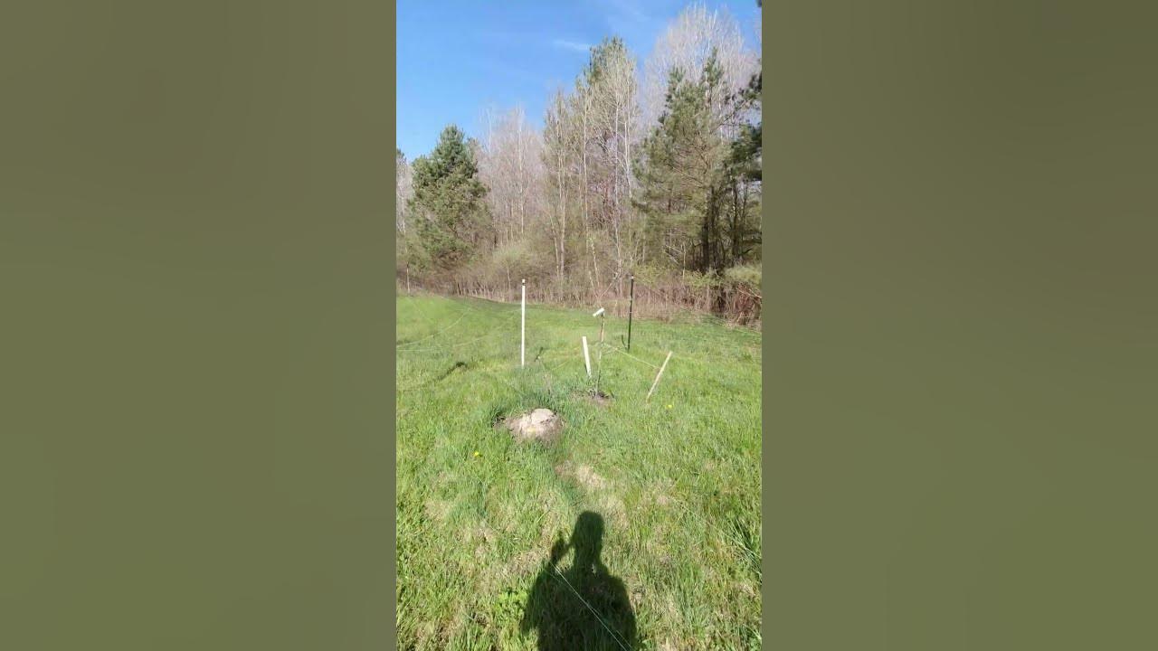 Protect apple trees from deer ! - YouTube