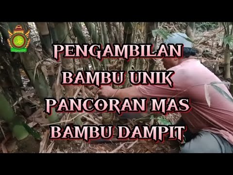 PENGAMBILAN BAMBU UNIK PANCORAN MAS BAMBU DAMPIT - YouTube