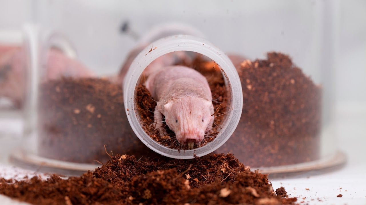 360° Video – Naked Mole Rats at Liberty Science Center - YouTube