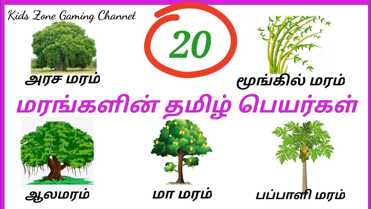 20 Trees Name In Tamil Kids Basic 20-trees-name-in-tamil-kids-basic