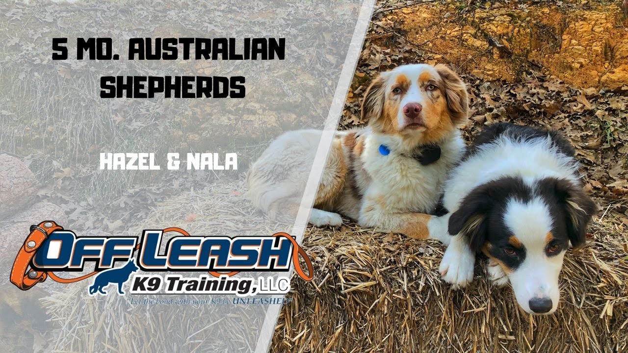 AUSTRALIAN SHEPHERDS / DOG TRAINING - YouTube