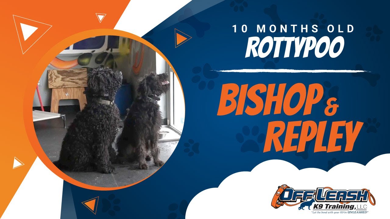 Rottypoo, 10 Month Old, Bisohp And Repley | Best Dog Trainers Northern ...