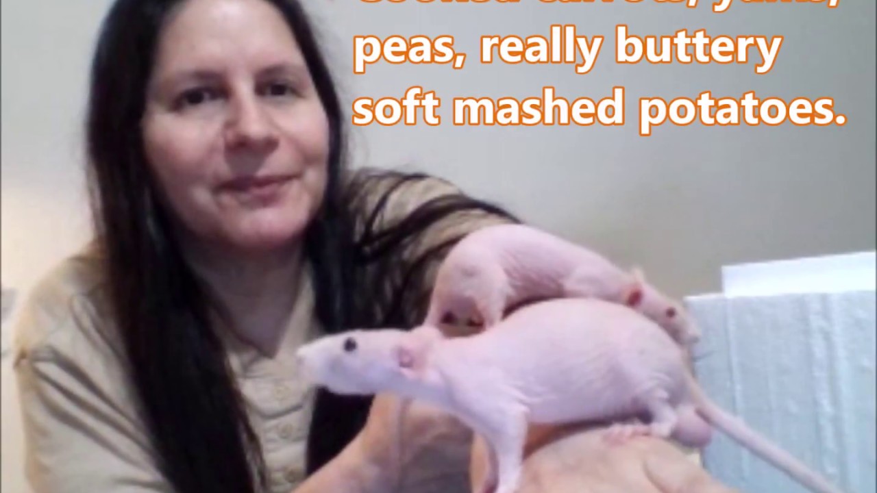 Hairless Rats and Woody's Megacolon Diet - YouTube