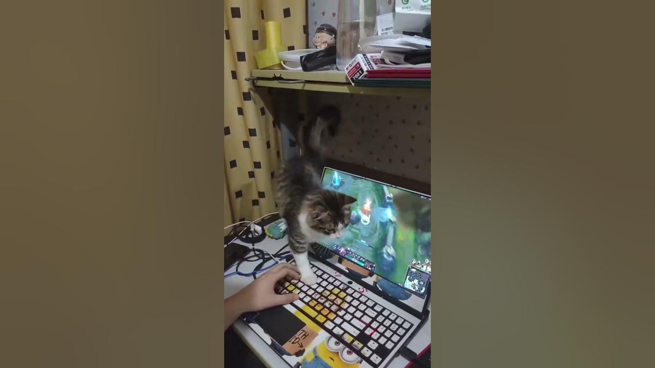 Cat interrupts work - YouTube