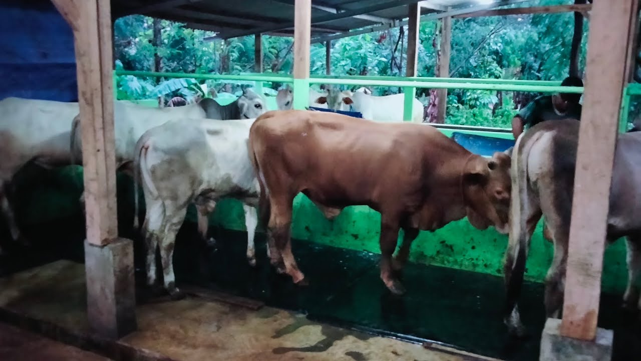 datang lg penambahan 3 ekor sapi di kandang - YouTube