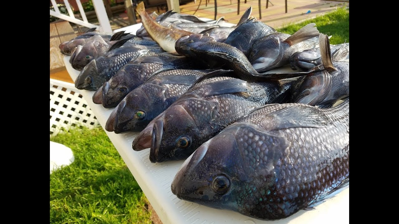 Awesome Offshore Wreck Fishing for Seabass!! - YouTube